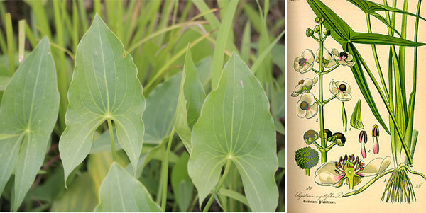 Botanic Notables Plants Of The Hunger Games Garden Design