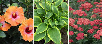 20 Full-Sun Perennials for a Colorful Garden | Garden Design