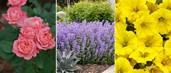 Garden Plants - Discover the Best Plants for Your Garden | Garden Design