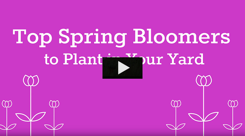 Guide to Growing Shrubs | Garden Design