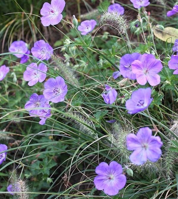 How to Create a Peaceful Garden that Promotes Relaxation | Garden Design