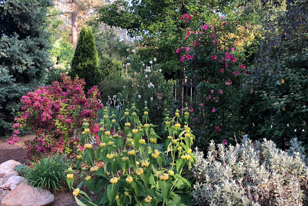 Tree Shrub For Landscape Design Elements