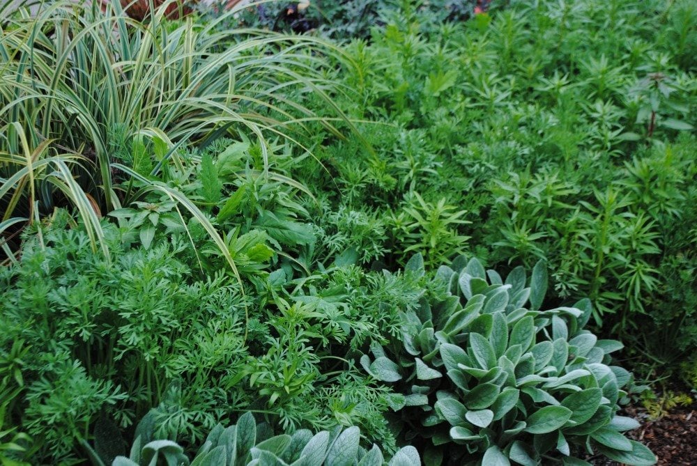 Creating Echoes in the Garden | Garden Design