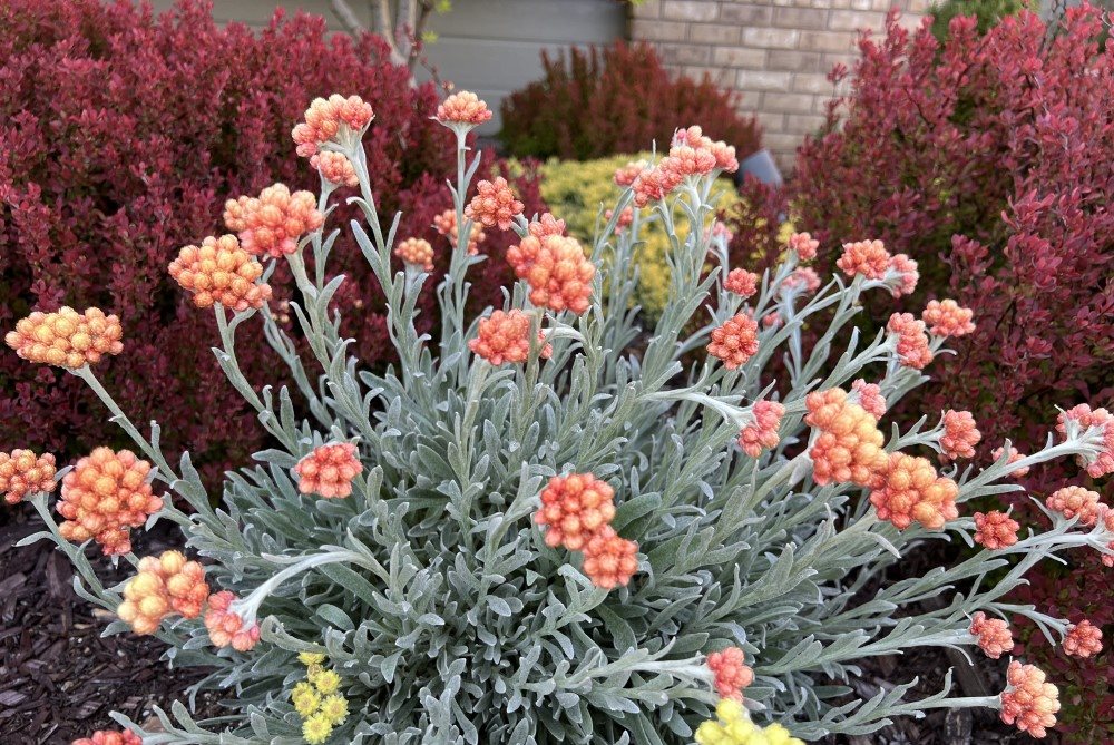 Creating Echoes in the Garden | Garden Design