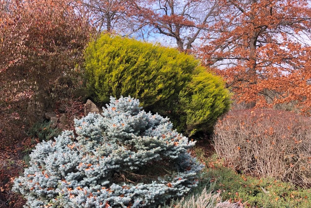 Winter Garden Ideas: Creating Winter Interest in the Garden | Garden Design