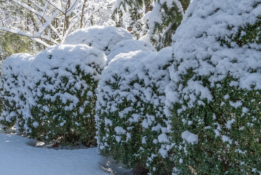 Winter Garden Ideas: Creating Winter Interest in the Garden | Garden Design
