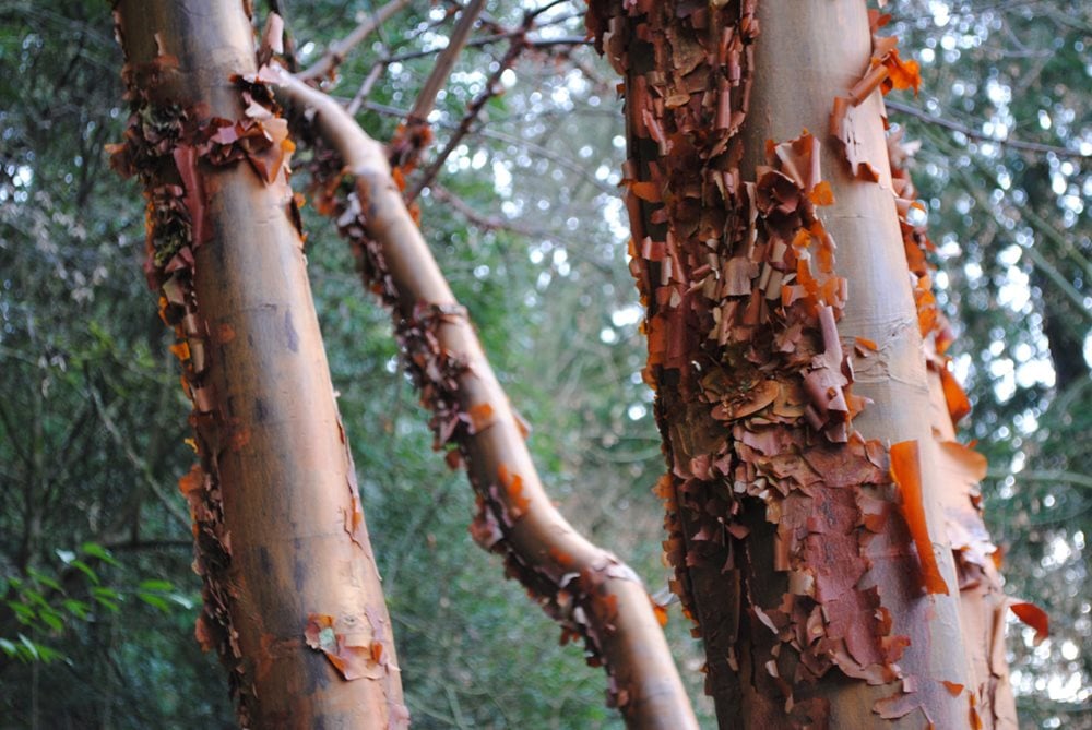 Winter Garden Ideas: Creating Winter Interest in the Garden | Garden Design