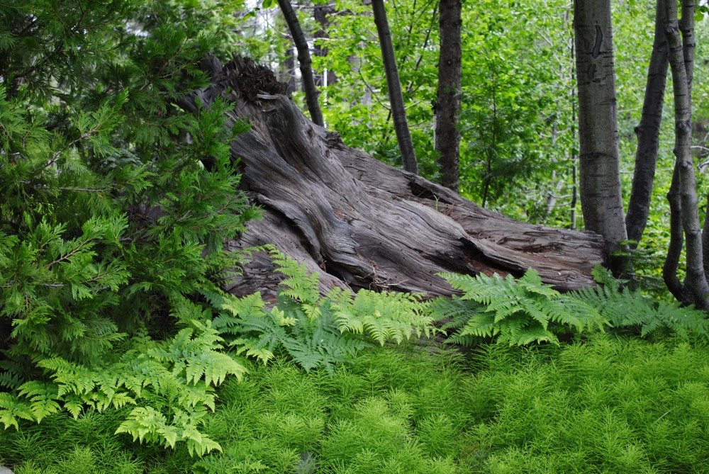 10 Essential Elements & Principles of Landscape Design | Garden Design