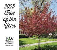 Gardening Advice: Colonnade Apple Tree | Garden Design