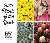 21 Shade Plants That Thrive in Low Light | Garden Design