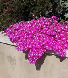 Ice Plant: A Guide for Growing Delosperma | Garden Design
