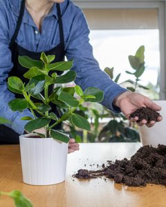 Clusia: How to Grow Autograph Tree Indoors | Garden Design