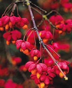 Top Berry-Bearing Trees & Shrubs for Colorful Berries | Garden Design
