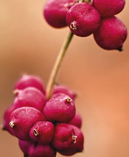 Plants with Berries | Top Trees & Shrubs with Colorful Berries | Garden ...