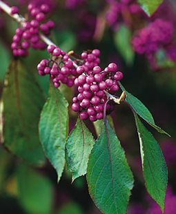 Plants with Berries | Top Trees & Shrubs with Colorful Berries | Garden ...