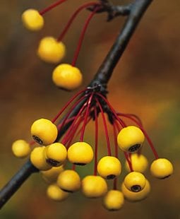 Plants with Berries | Top Trees & Shrubs with Colorful Berries | Garden ...