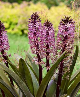 18 Unique Flowering Bulbs to Plant in Fall | Garden Design