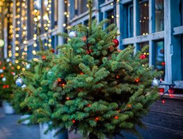 December Gardening Checklist for Southern California | Garden Design