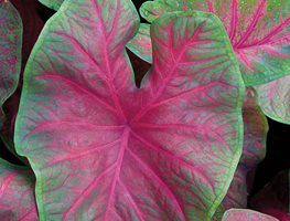 Foliage Plants for Your Garden | Garden Design