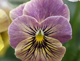 Annual Violas | Garden Design