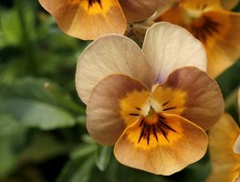Annual Violas | Garden Design