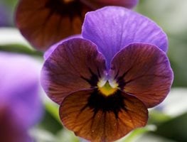 Annual Violas | Garden Design