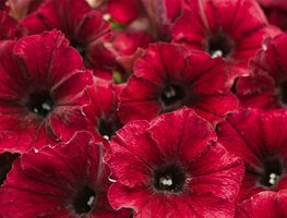 Blog of Garden Design Magazine | Garden Design