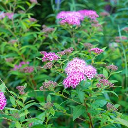 Spirea: How to Grow and Care for Spirea Bushes | Garden Design