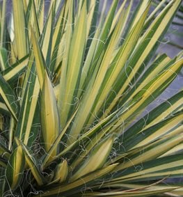 How to Grow and Care for Yucca Plants | Garden Design