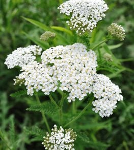 Yarrow Plants – Growing Yarrow Flowers | Garden Design