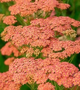 Yarrow Plants – Growing Yarrow Flowers | Garden Design