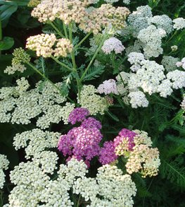 Yarrow Plants – Growing Yarrow Flowers | Garden Design