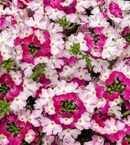 Growing Verbena – How to Plant & Care for Verbena Plants | Garden Design