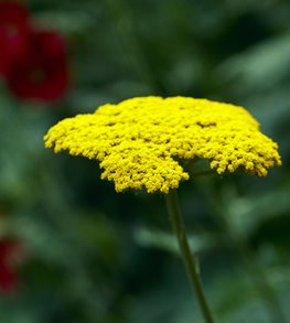 Yarrow Plants – Growing Yarrow Flowers | Garden Design
