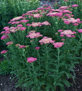 Yarrow Plants – Growing Yarrow Flowers | Garden Design