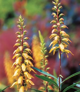 Mediterranean Plants to Grow in Your Garden | Garden Design