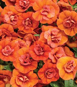 Top 25 Orange Flowers for Your Garden | Garden Design