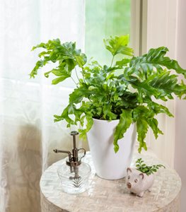 14 Indoor Ferns to Grow | Garden Design