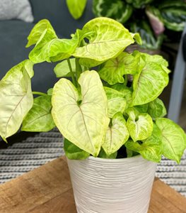 10 Small Houseplants Perfect for Tight Spaces | Garden Design