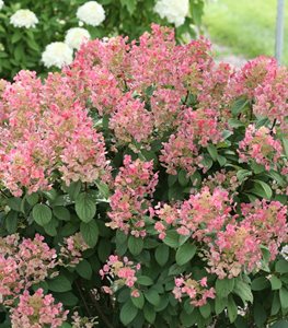 14 Dwarf Hydrangeas that Stay Small Without Pruning | Garden Design