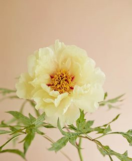 Growing Peonies - How to Plant & Care for Peony Flowers | Garden Design