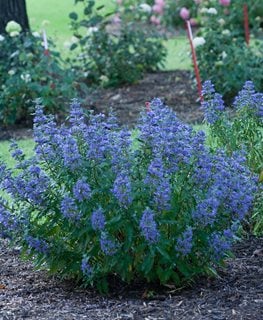Caryopteris: How to Grow & Care for Bluebeard Plants | Garden Design