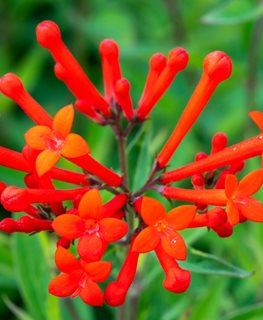 How to Grow & Care for Bouvardia (Firecracker Bush) | Garden Design