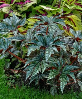 Begonias - How to Plant, Grow & Care for a Begonia Plant | Garden Design