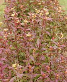 Diervilla: A Care & Growing Guide | Garden Design