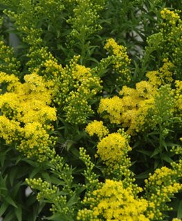 Growing Goldenrod – How to Grow and Care for Solidago Plants | Garden ...