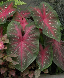 Caladiums - How to Grow & Care for Caladium Plants | Garden Design