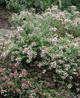 Growing Abelia – How to Plant and Care for Glossy Abelia Plants ...