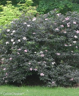 Elderberry – Planting, Growing, and Caring for Elderberry Plants ...