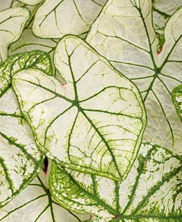 Caladiums - How to Grow & Care for Caladium Plants | Garden Design